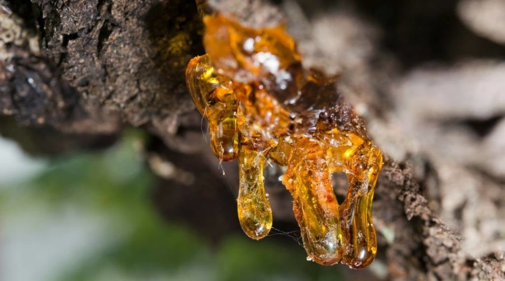 Hars verwijderen van tent: nuttige tips! – UltramarXL